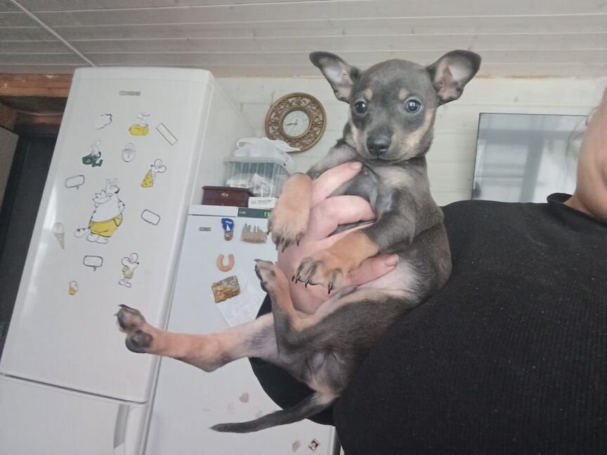 Голубо-подпалый малыш той-терьер