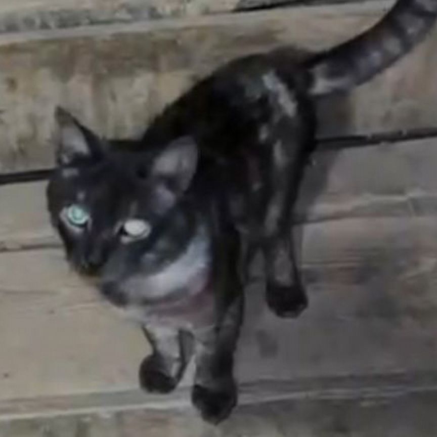 Взрослый кот в добрые руки