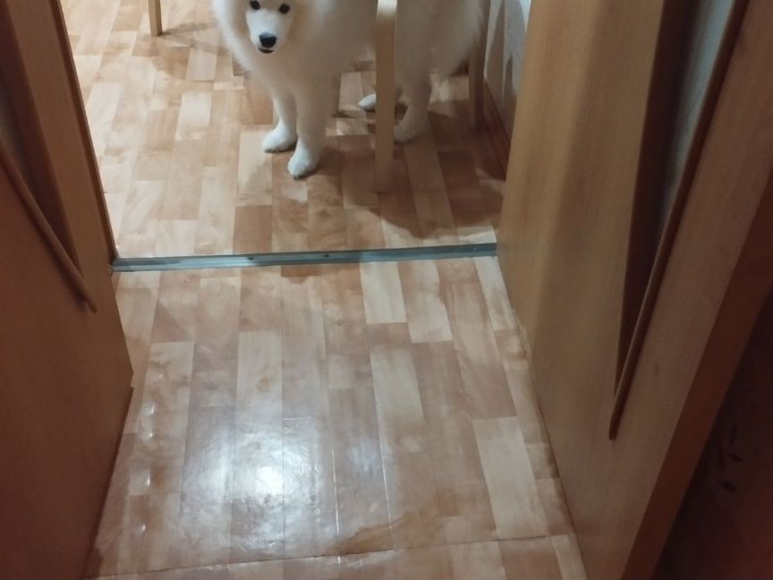 Щенки самоеда