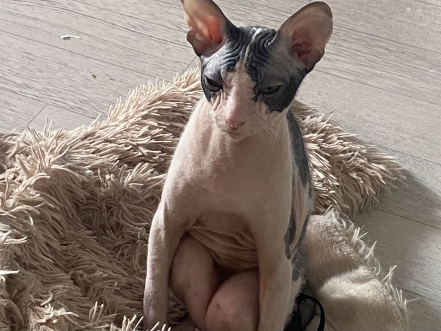 Красифый мальчик сфинкс вязка