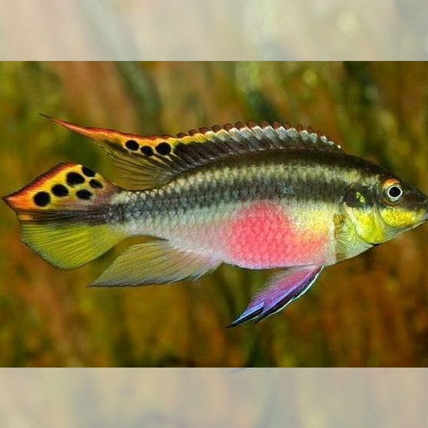 Аквариумные рыбки