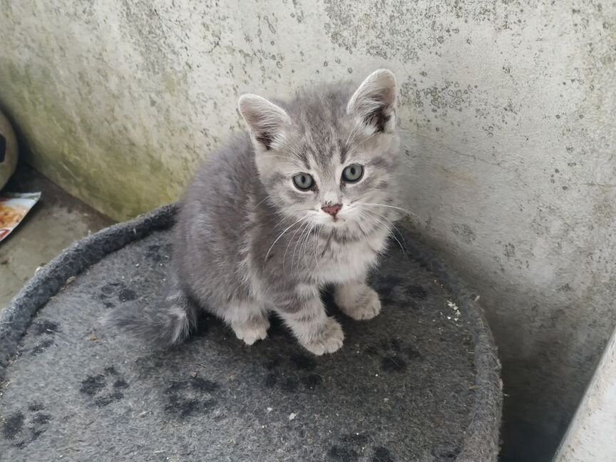 Кошка в дар