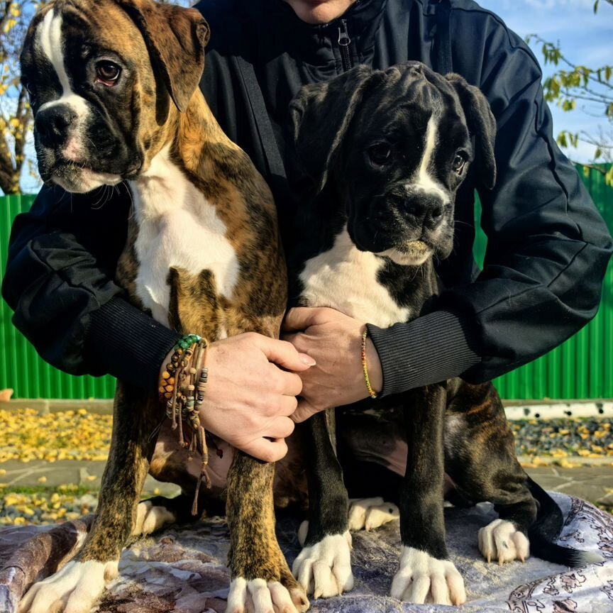 Боксер, щенок