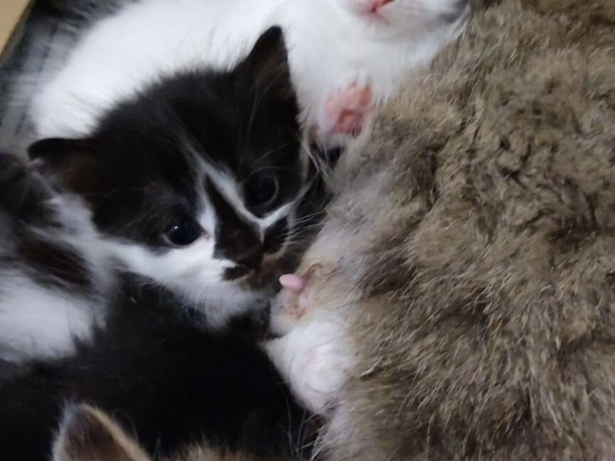 Котята в добрые руки бесплатно
