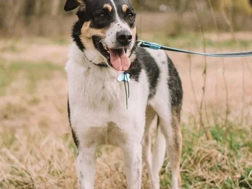 Охранник дома собака в добрые руки