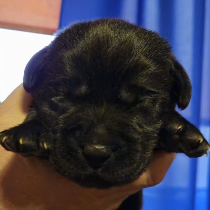 Лабрадор-ретривер, щенок