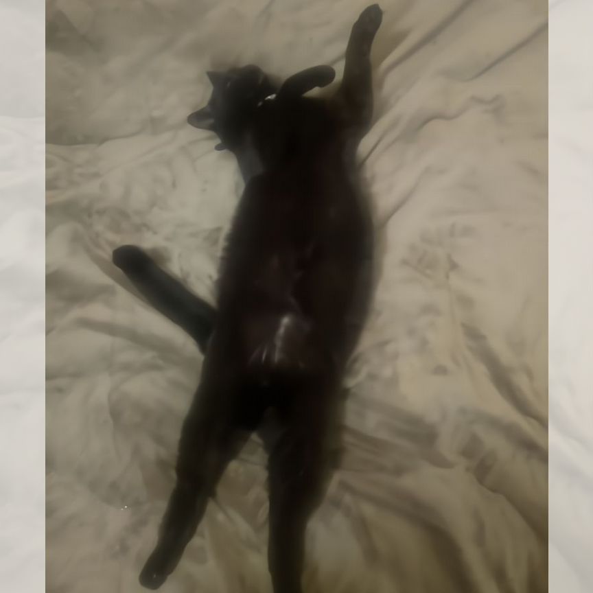 Тайский, взрослый кот