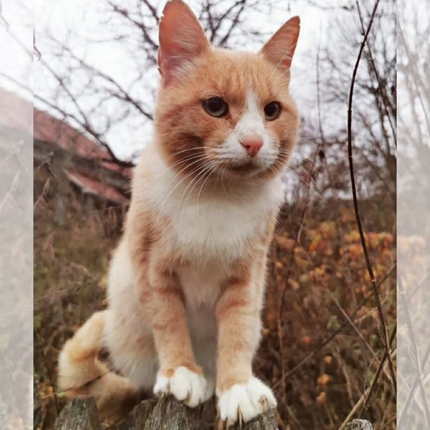 Брошенный котик Хатико замерзает на дачах