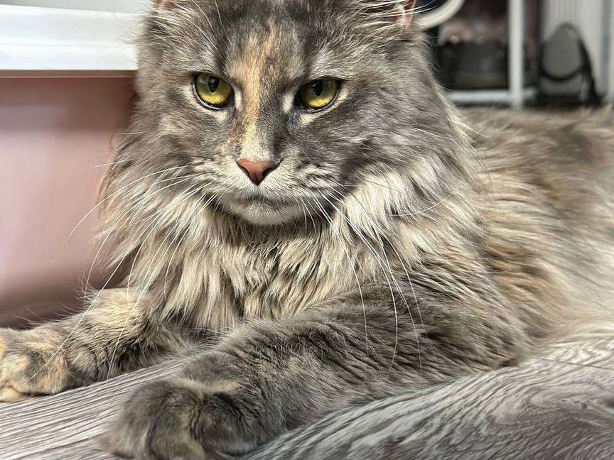 Кошки мейн-кун