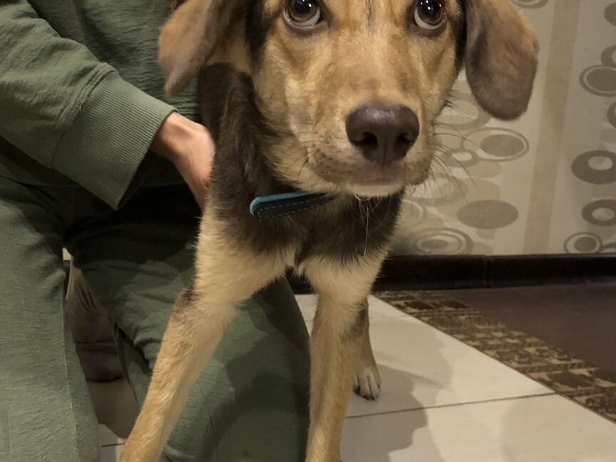 Собака в добрые руки