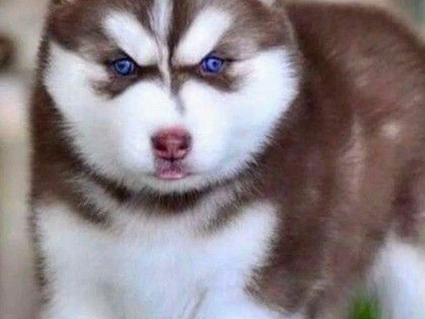 Снежные псы