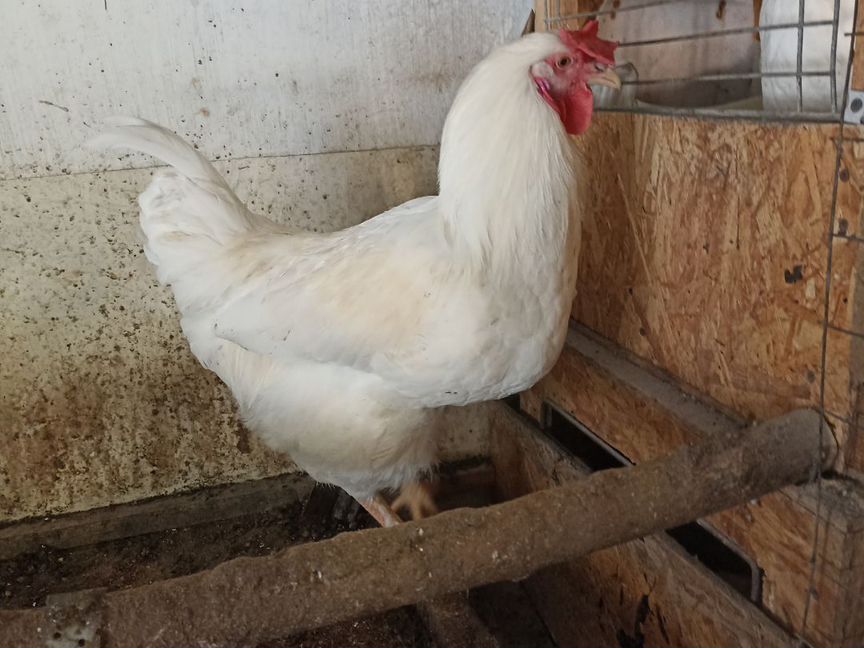 Куры петухи