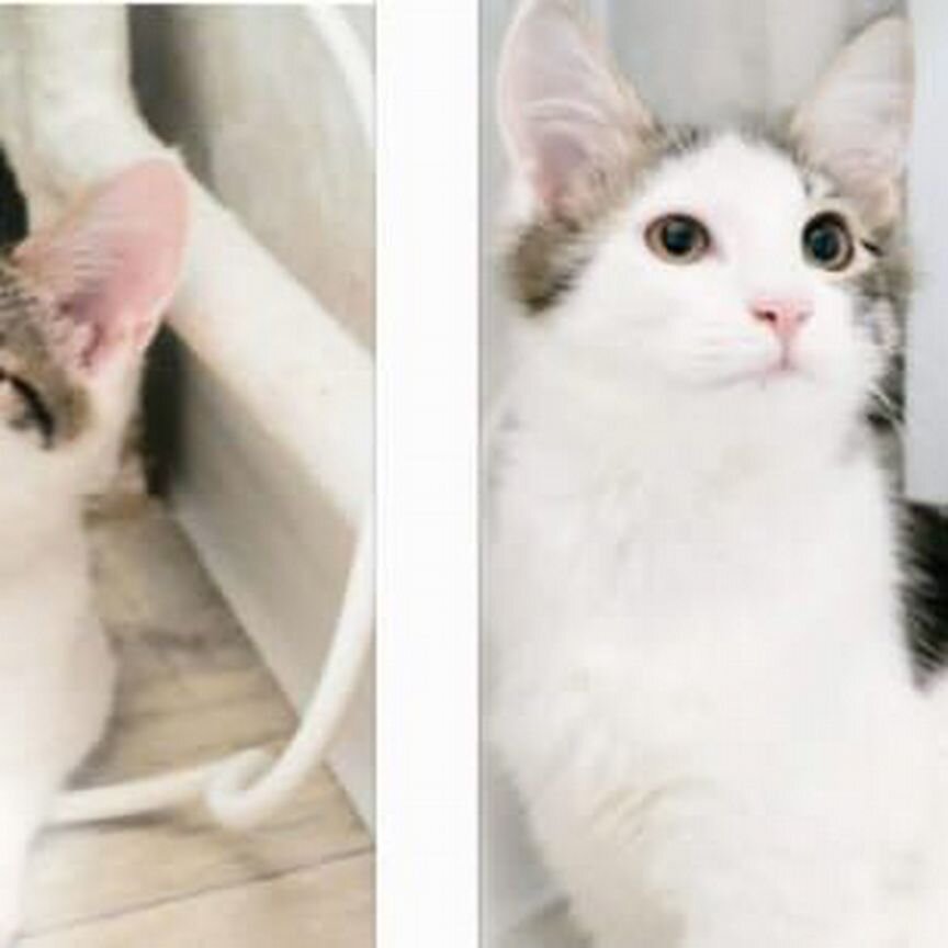 Котики братики с паспортами, прокастрированы