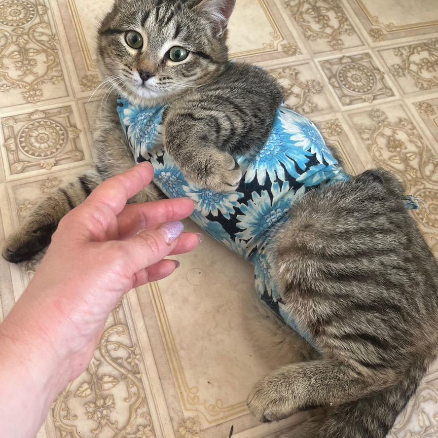 Котенок в добрые руки