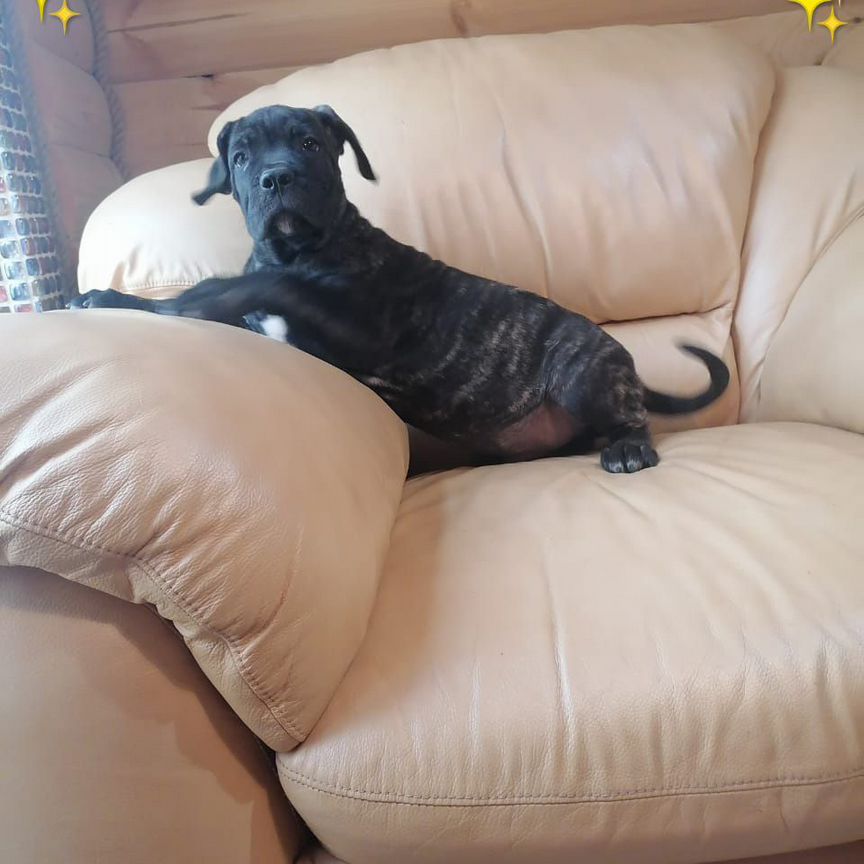 Что за Тигр.этот лев (Щенок кане корсо РКФ)