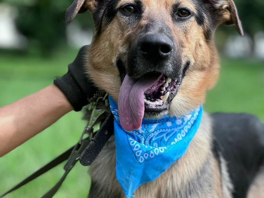 Добрая собака из приюта