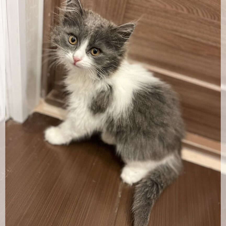 Котята в хорошие руки