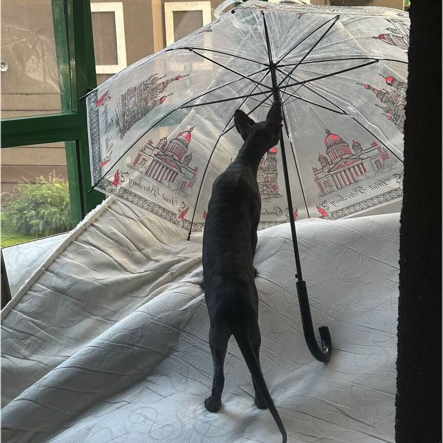 Канадский сфинкс, взрослый кот