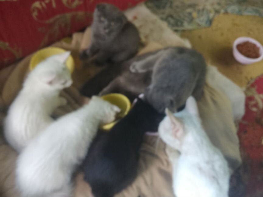 Продаются котята