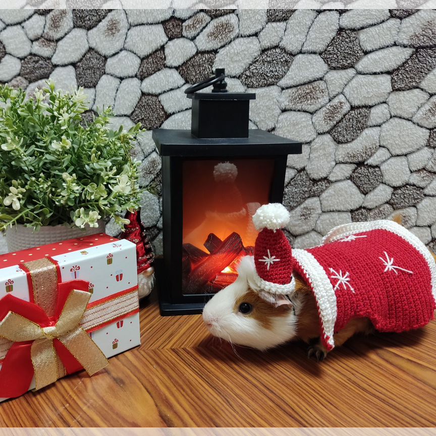 Костюм для морской свинки