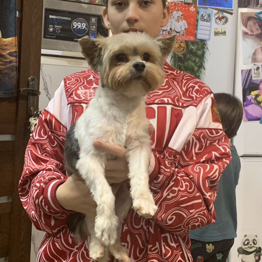 Бивер-йоркширский терьер, щенок