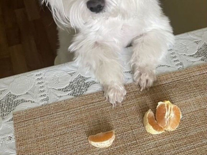 Болонки