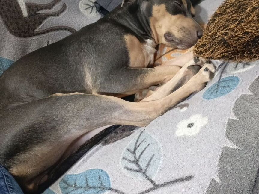 Мама Стаффорд папа Подлец