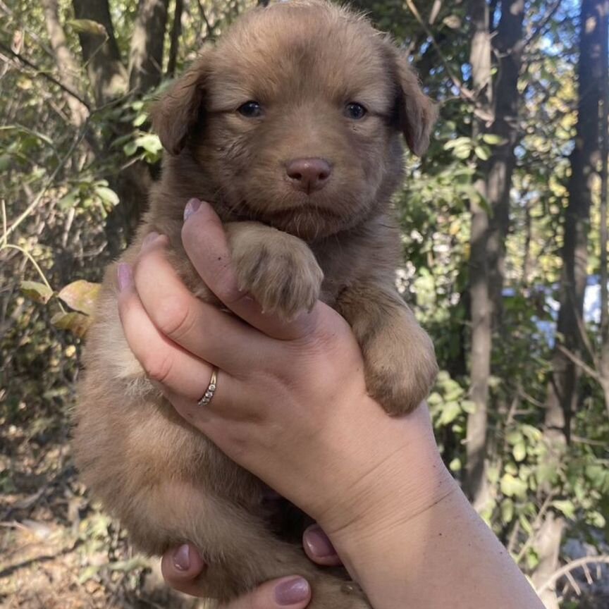 Шоколадная девочка в поиске дома