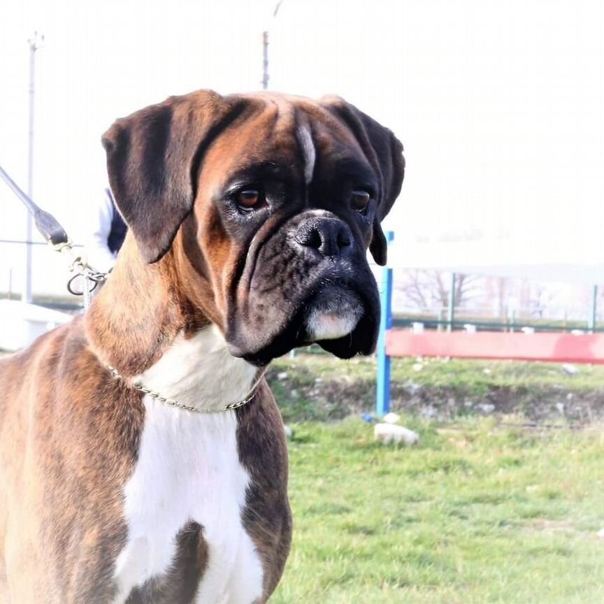 Боксер в добрые руки