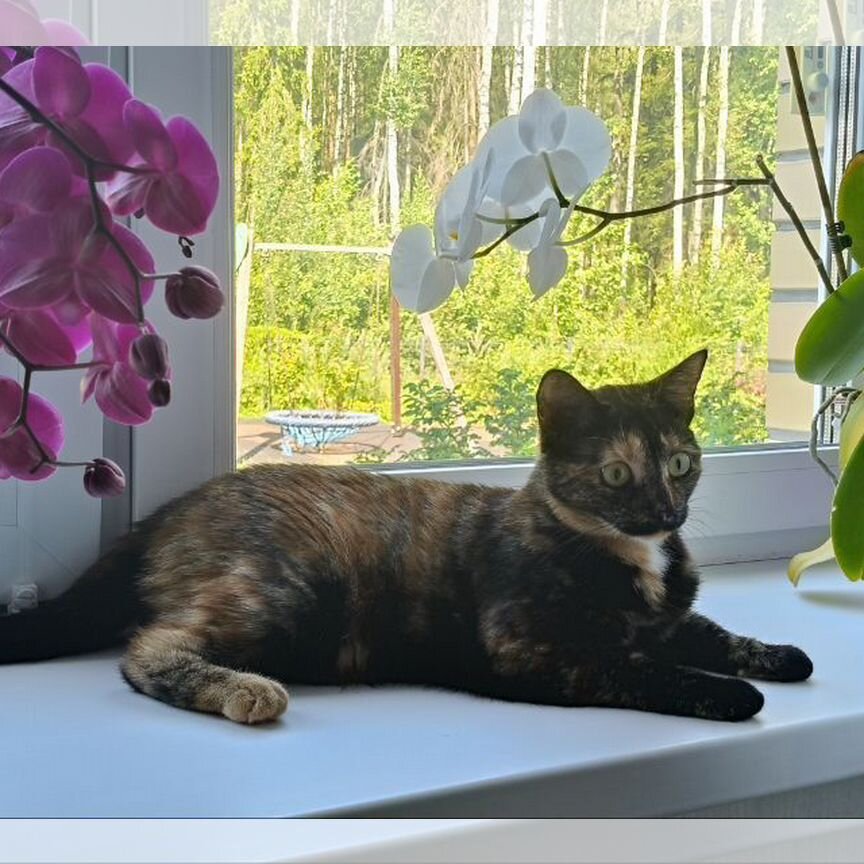 Кошки