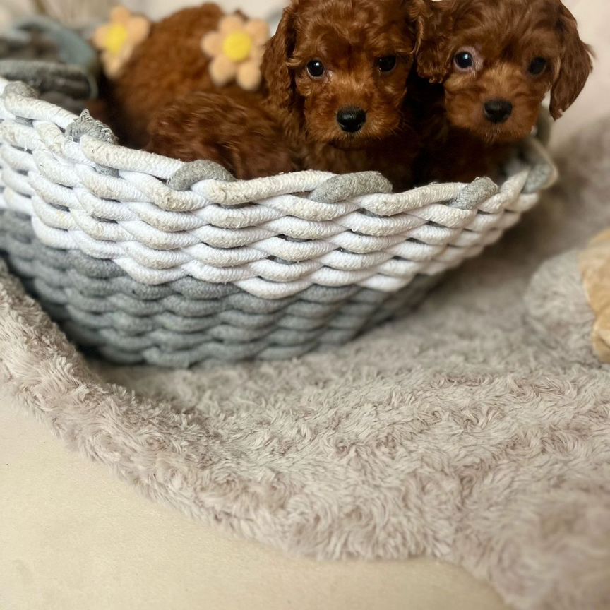 Тедди кукольные той пудель и мальтипу