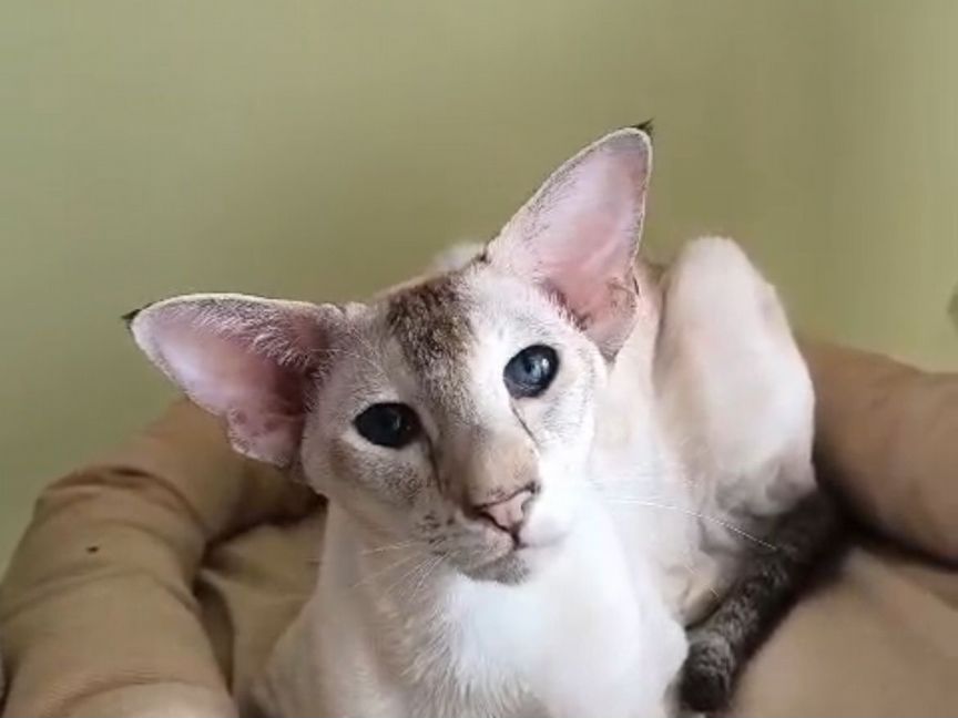 Ориентальная кошка