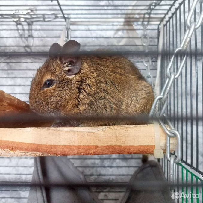 Чилийская белка дегу