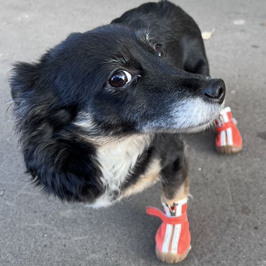 Собака в добрые руки маленькая порода