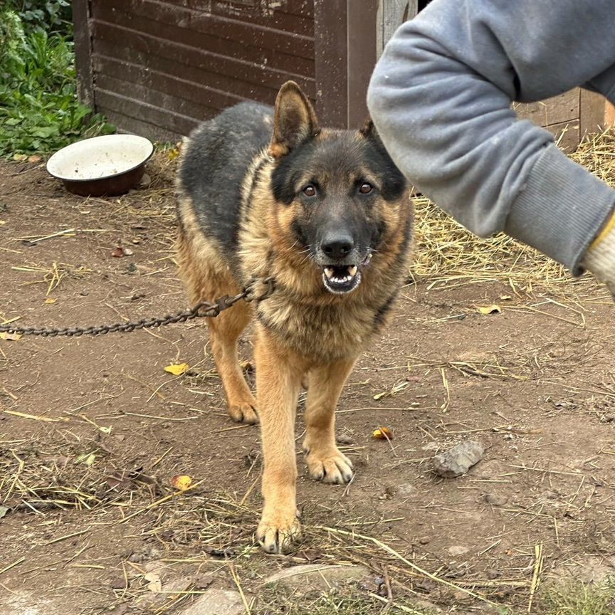Овчарка Рэм. В поисках дома