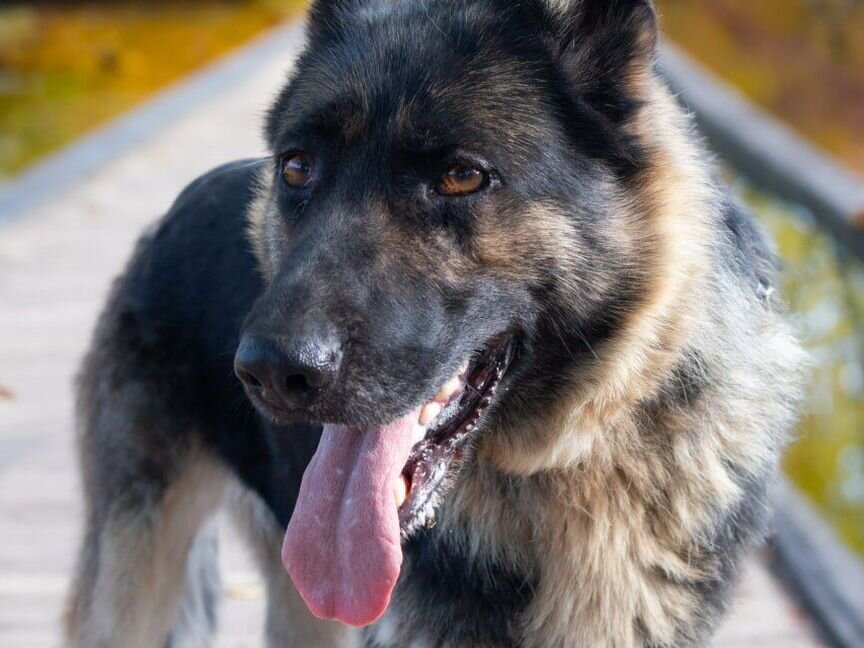 Немецкая овчарка в дар