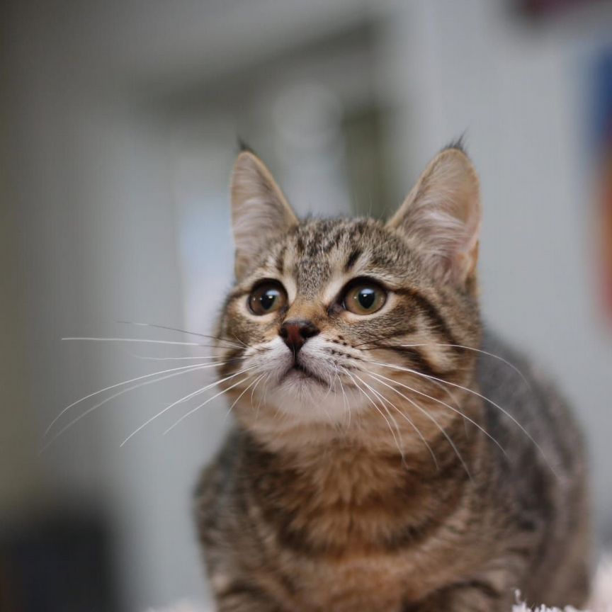 Бася ищет дом