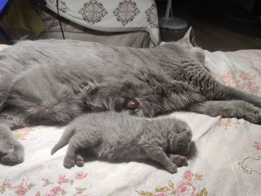 Британские котята