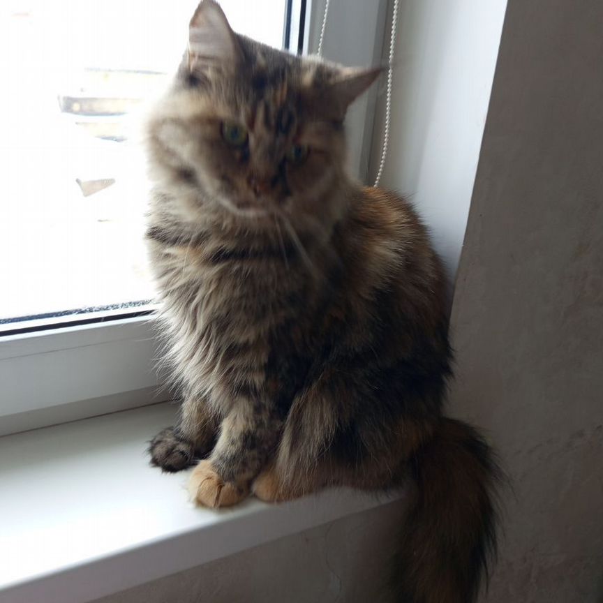 Мейн-кун, взрослая кошка