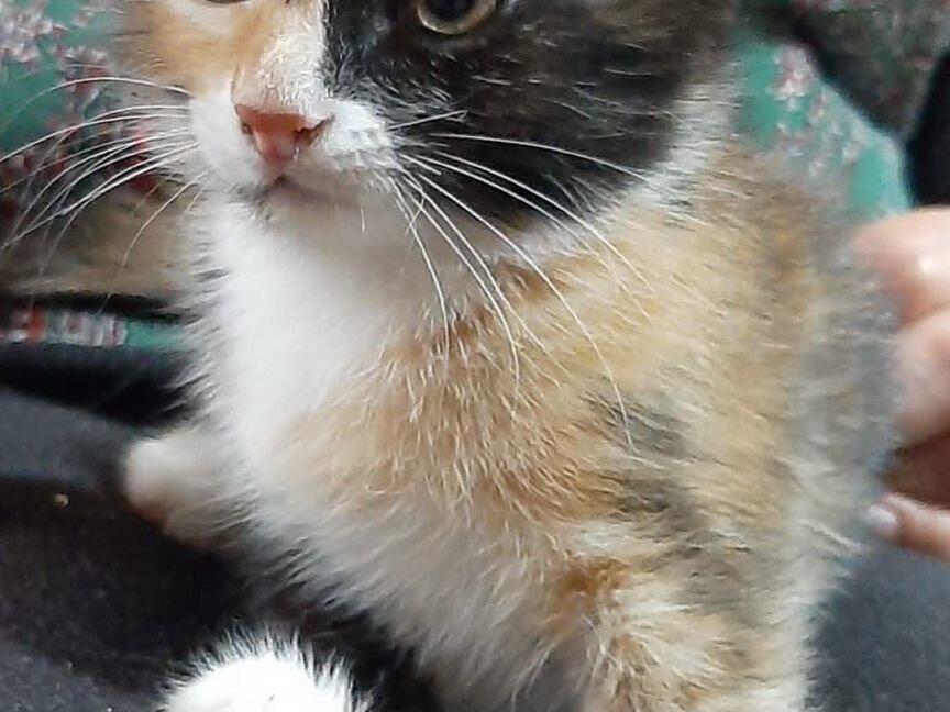 Невероятно красивый котёнок, девочка