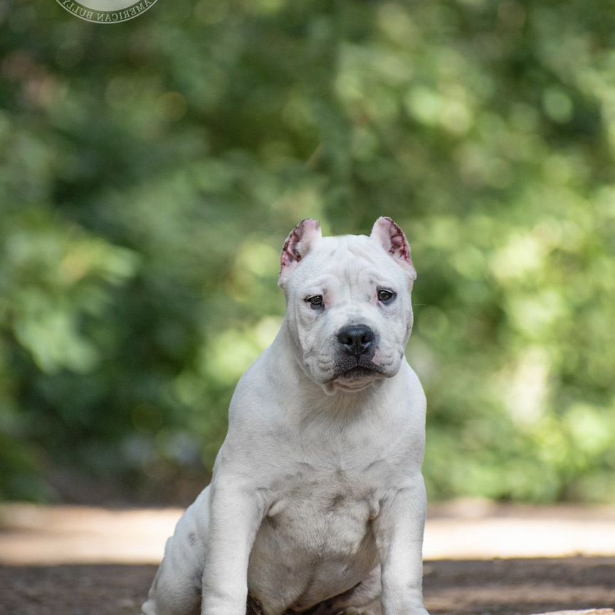 Щенок Американский будли