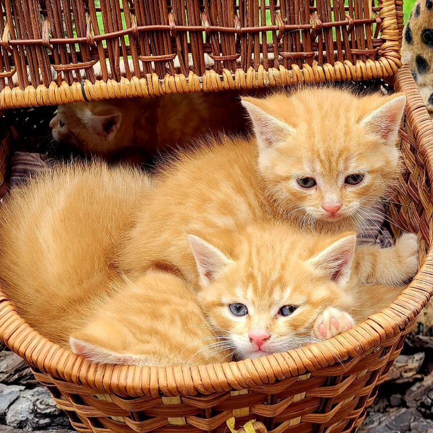 Котята в добрые руки