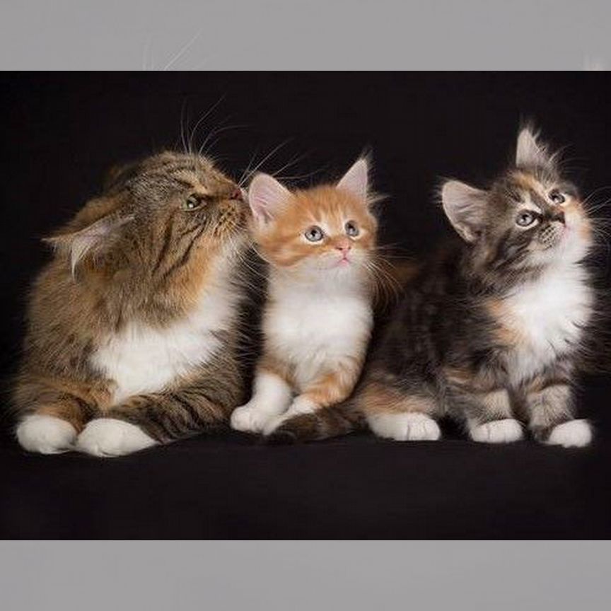 Сибирский котёнок