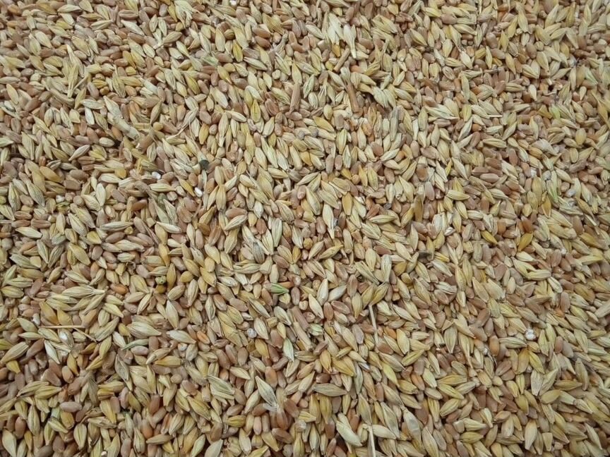 Ячмень яровой + пшеница (суржа)