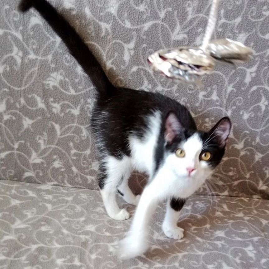 Котенок