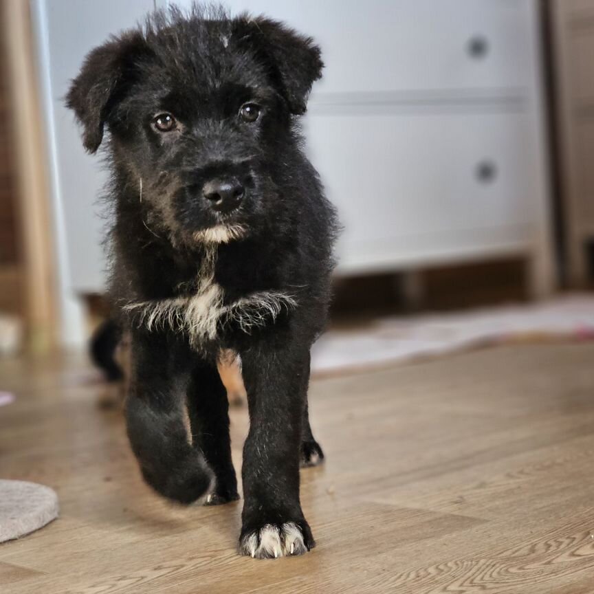 Щенок Добрыня 2 мес Привит В дом или квартиру