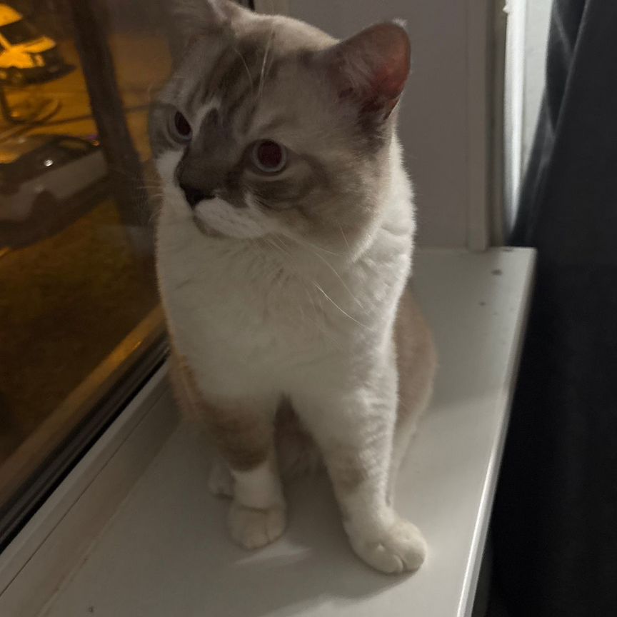 Шотландский прямоухий длинношёрстный, взрослый кот