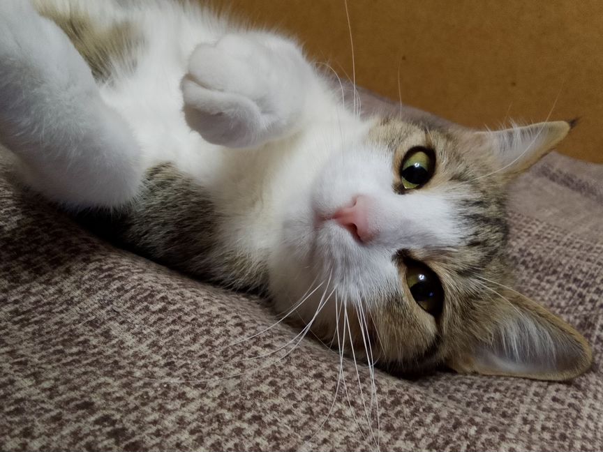 Для кошек