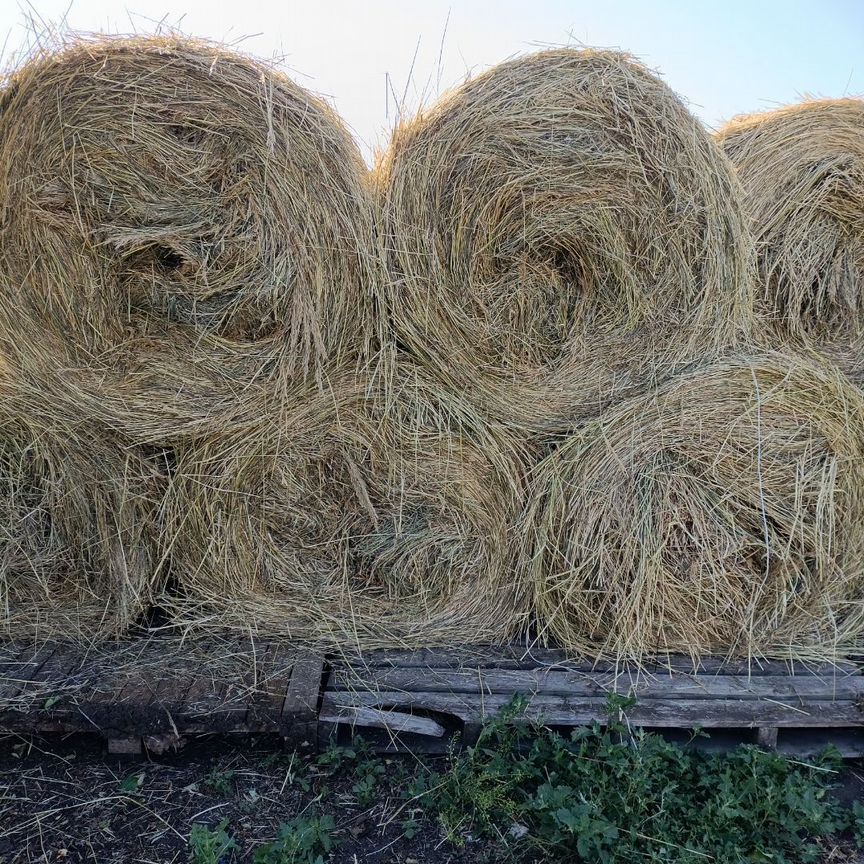 Продам сено в рулонах