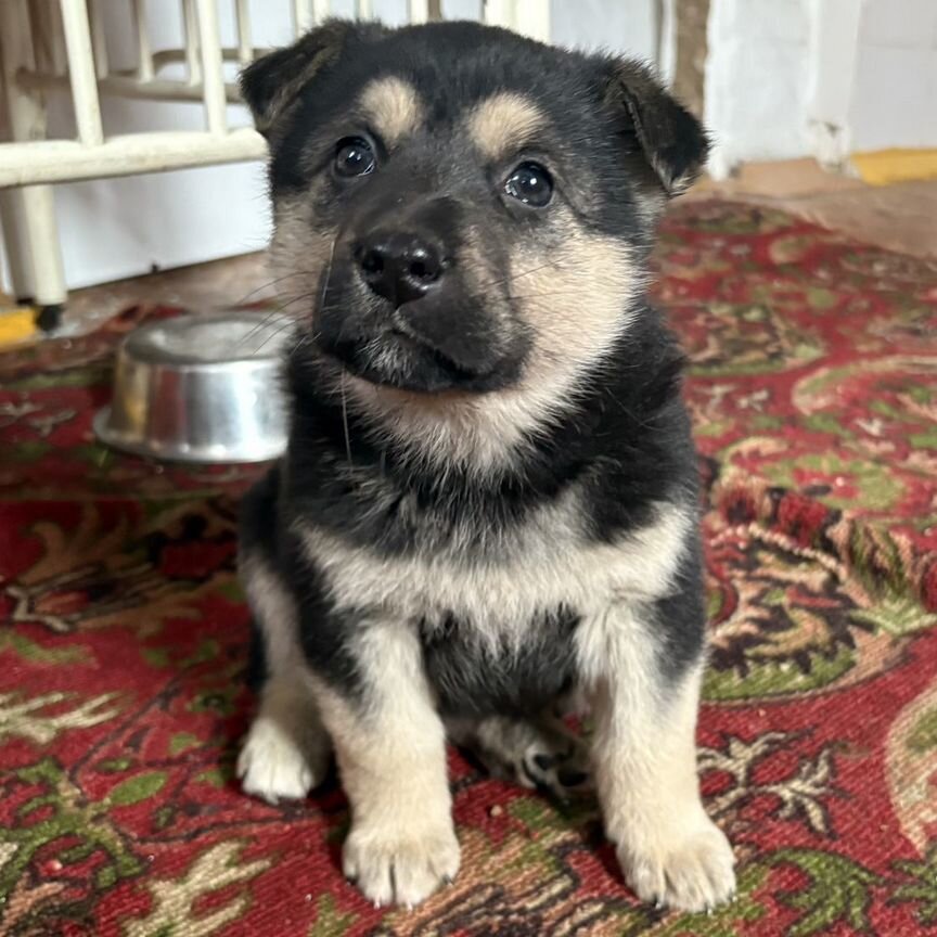 Немецкая овчарка, щенок